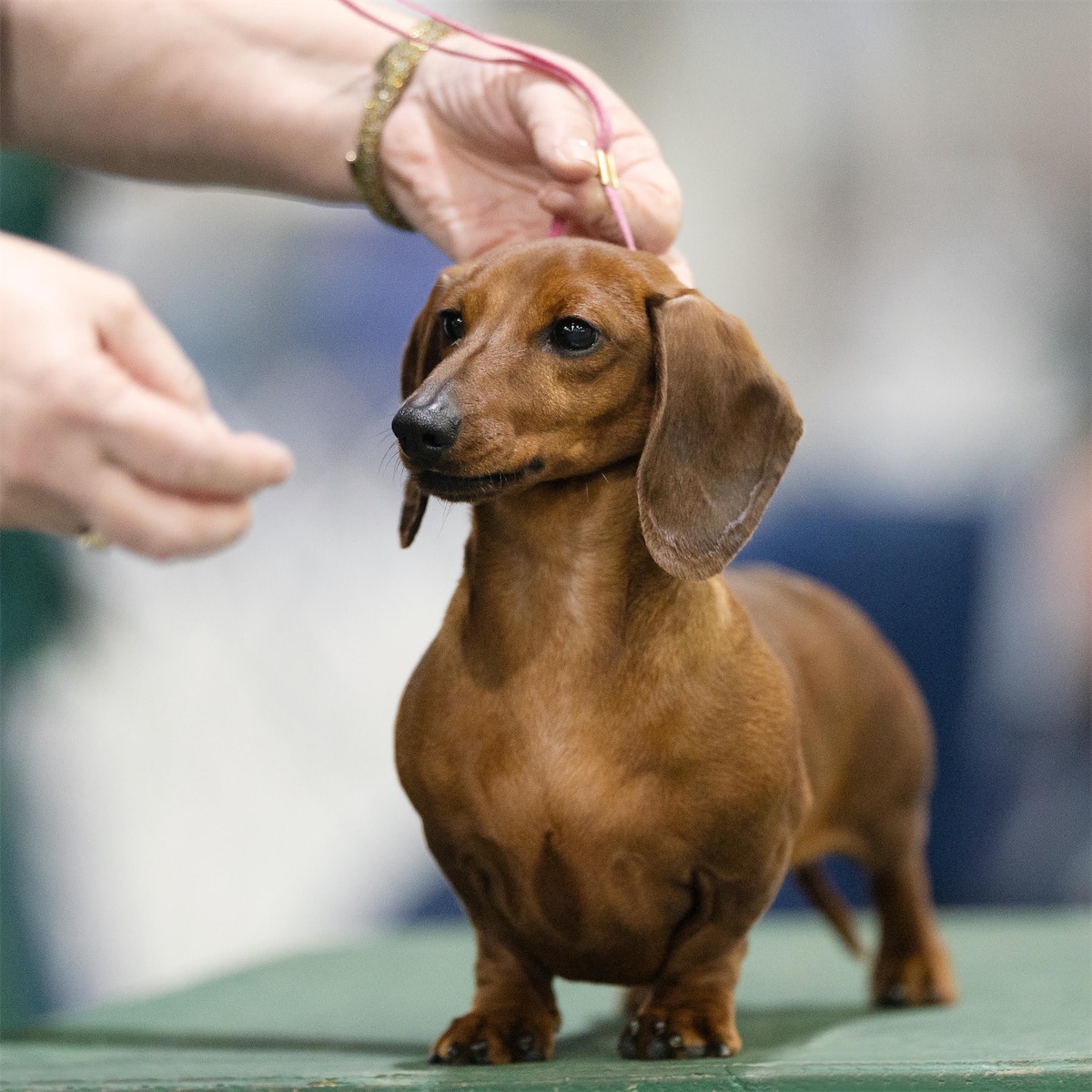 Top-Quality Miniature Smooth Dachshunds in Ohio - Hashtag